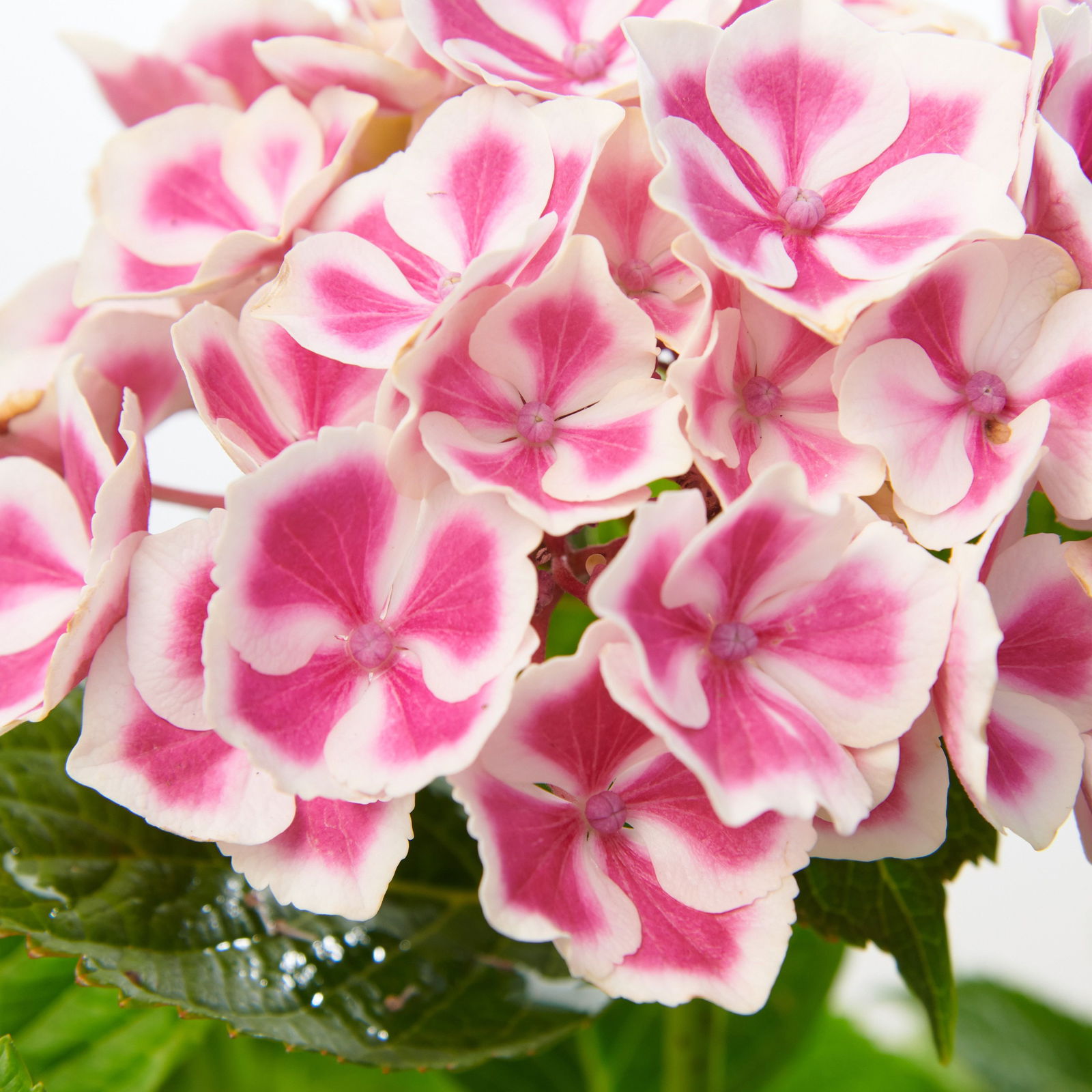 Gartenhortensie Bavaria - Hydrangea macrophylla Bavaria günstig kaufen