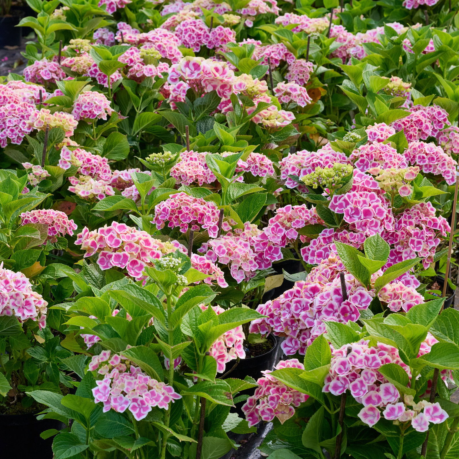 Gartenhortensie Bavaria - Hydrangea macrophylla Bavaria günstig kaufen
