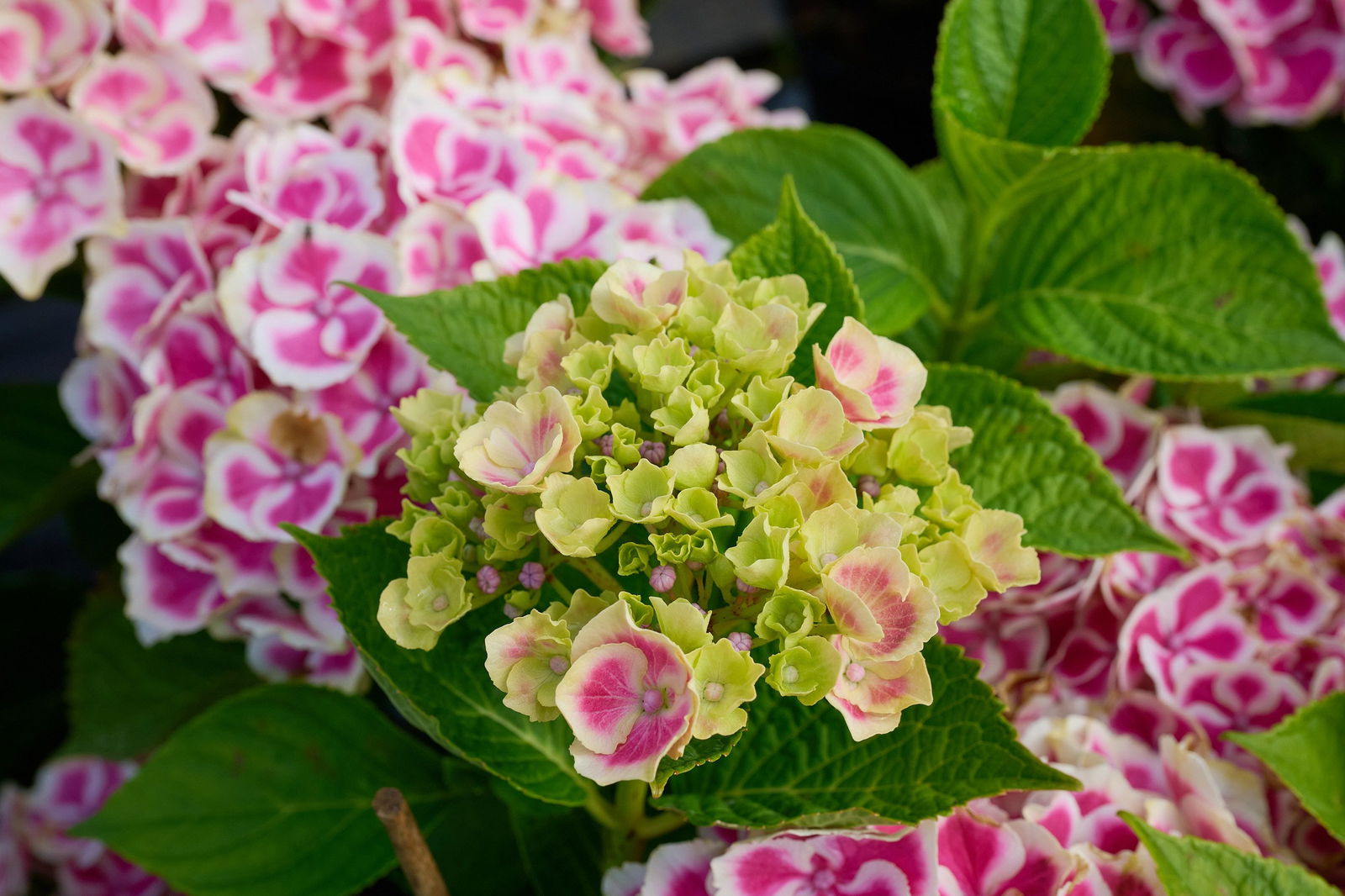 Gartenhortensie Bavaria - Hydrangea macrophylla Bavaria günstig kaufen