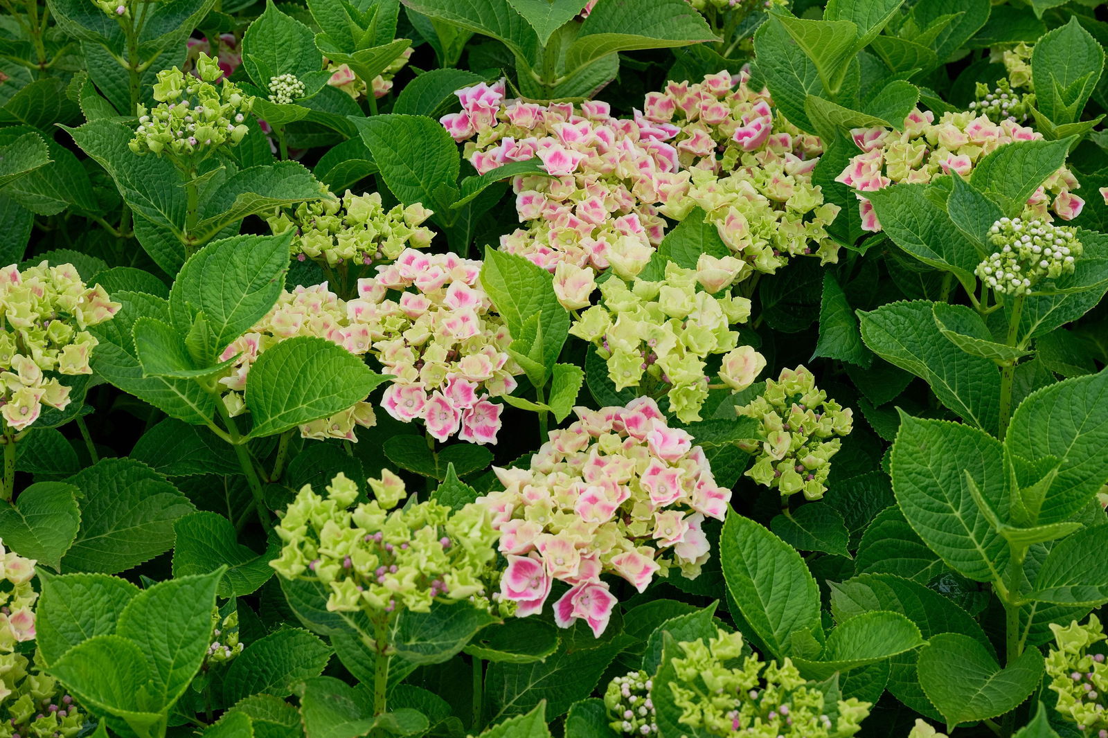 Gartenhortensie Bavaria - Hydrangea macrophylla Bavaria günstig kaufen