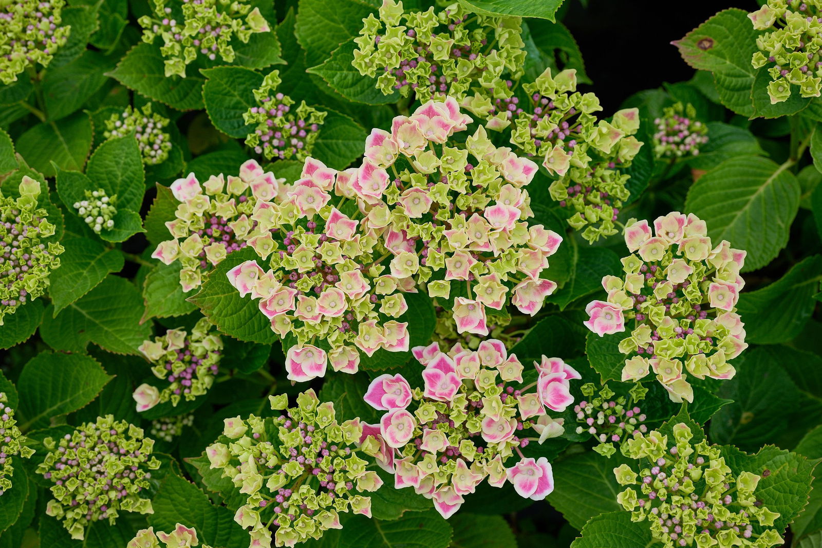 Gartenhortensie Bavaria - Hydrangea macrophylla Bavaria günstig kaufen
