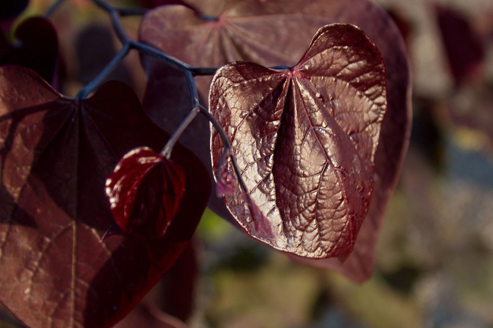 Kanadischer Judasbaum Forest Pansy - Cercis canadensis Forest Pansy ...