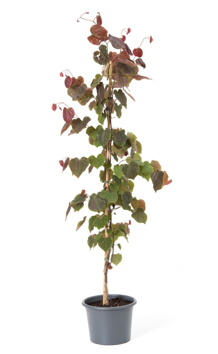 Kanadischer Judasbaum Forest Pansy - Cercis canadensis Forest Pansy ...