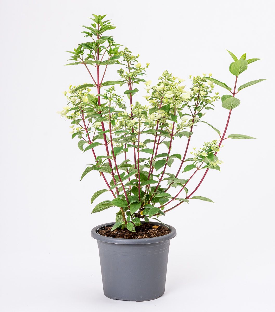 Rispenhortensie Wims Red - Hydrangea paniculata Wims Red günstig kaufen