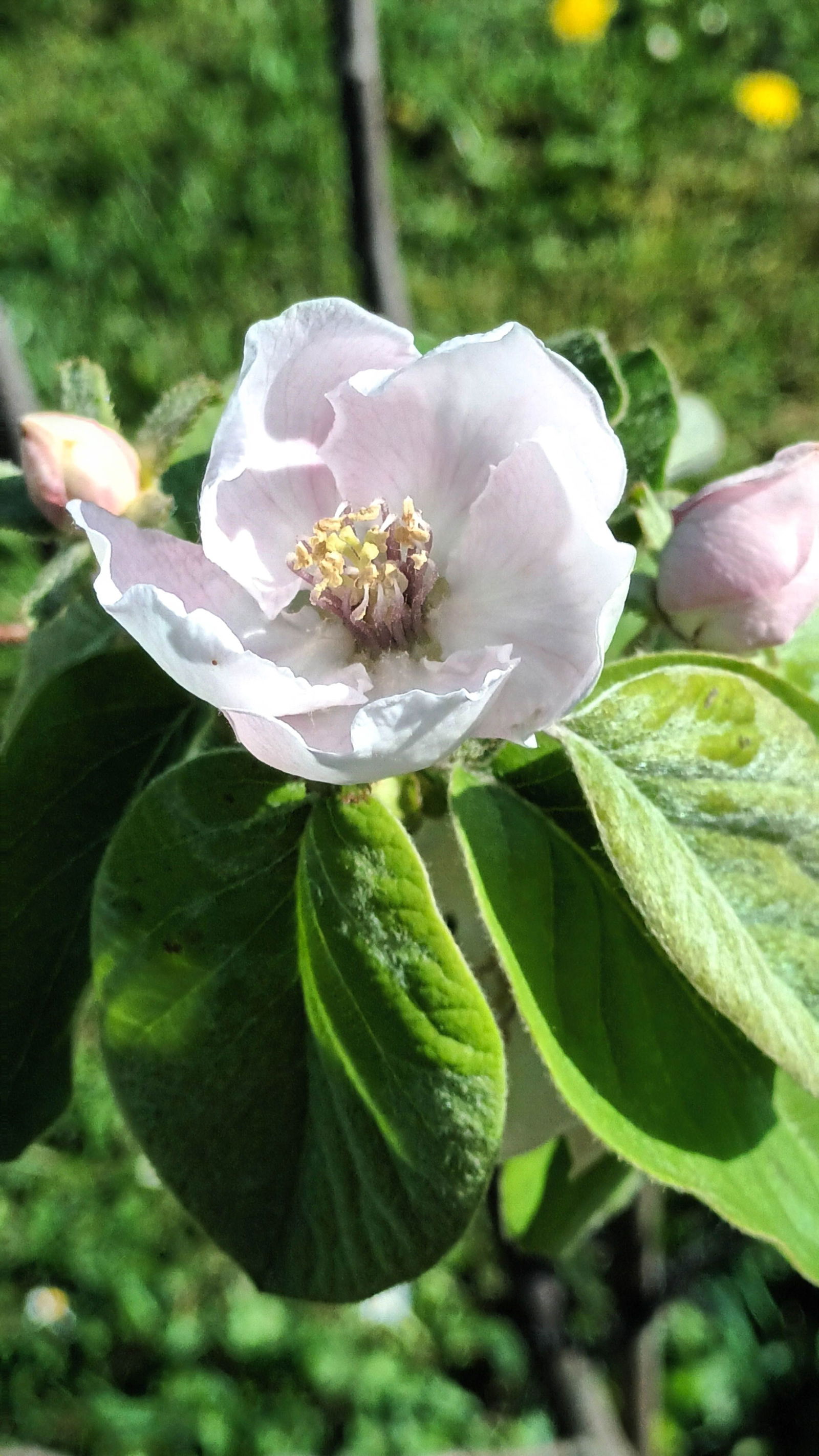 Quitte Vranja - Cydonia oblonga Vranja günstig kaufen