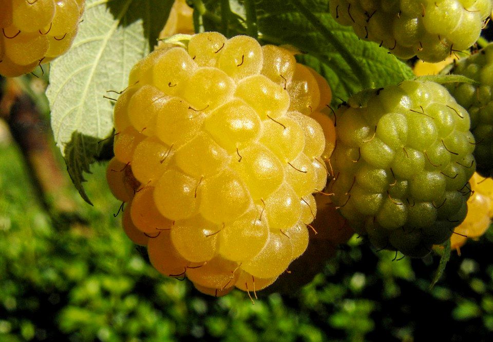 Himbeere Meeker - Rubus idaeus Meeker günstig kaufen