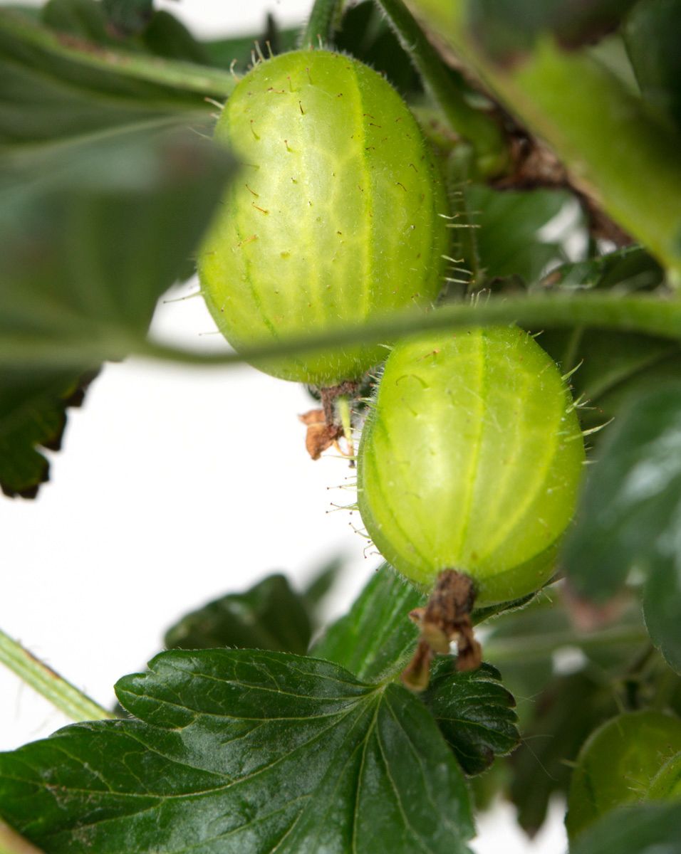 Stachelbeere Invicta - Ribes uva-crispa Invicta günstig kaufen