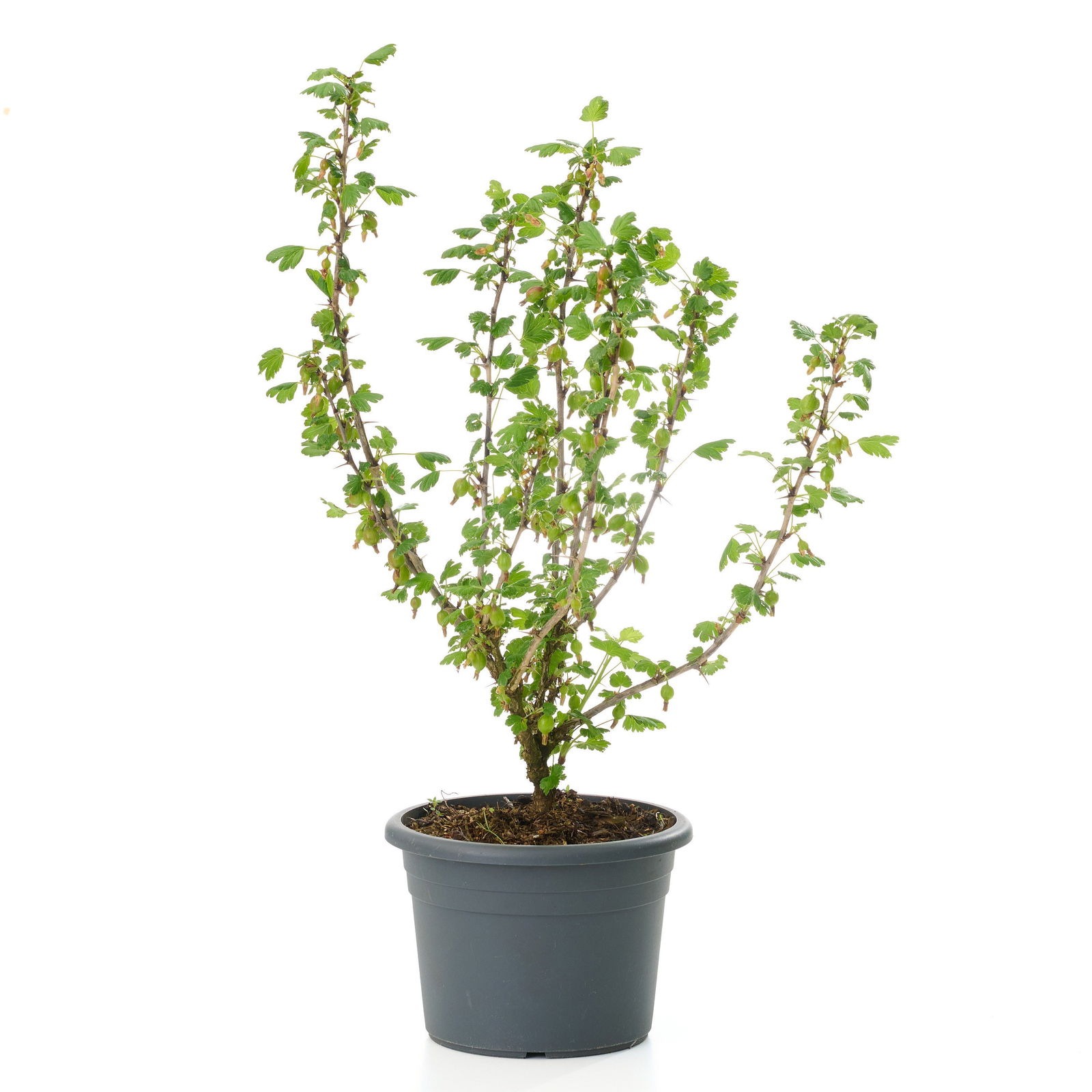 Stachelbeere Invicta - Ribes uva-crispa Invicta günstig kaufen