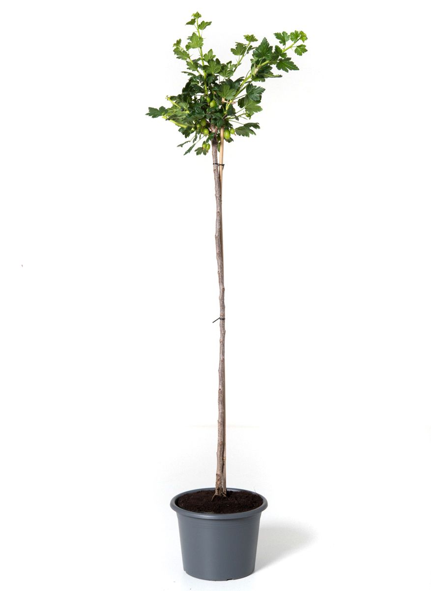 Stachelbeere Invicta - Ribes uva-crispa Invicta günstig kaufen