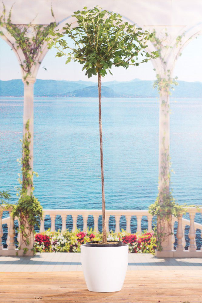 Stachelbeere Invicta - Ribes uva-crispa Invicta günstig kaufen