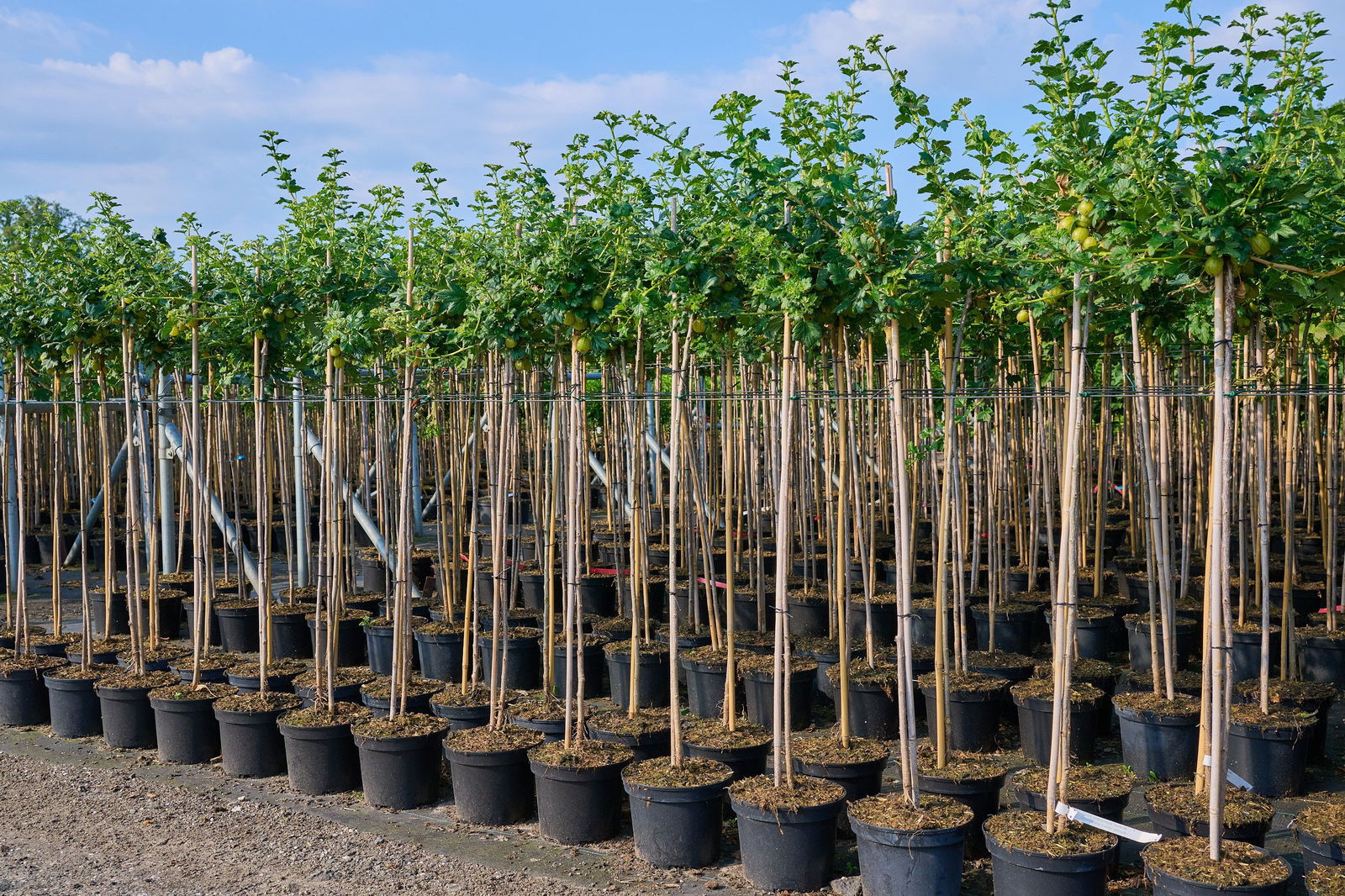 Stachelbeere Invicta - Ribes uva-crispa Invicta günstig kaufen