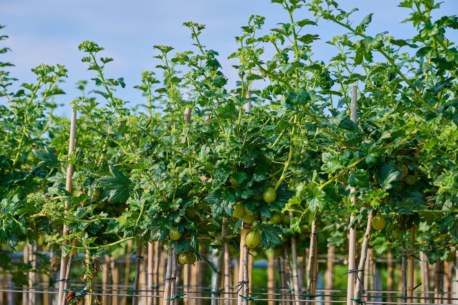 Stachelbeere Invicta - Ribes uva-crispa Invicta günstig kaufen