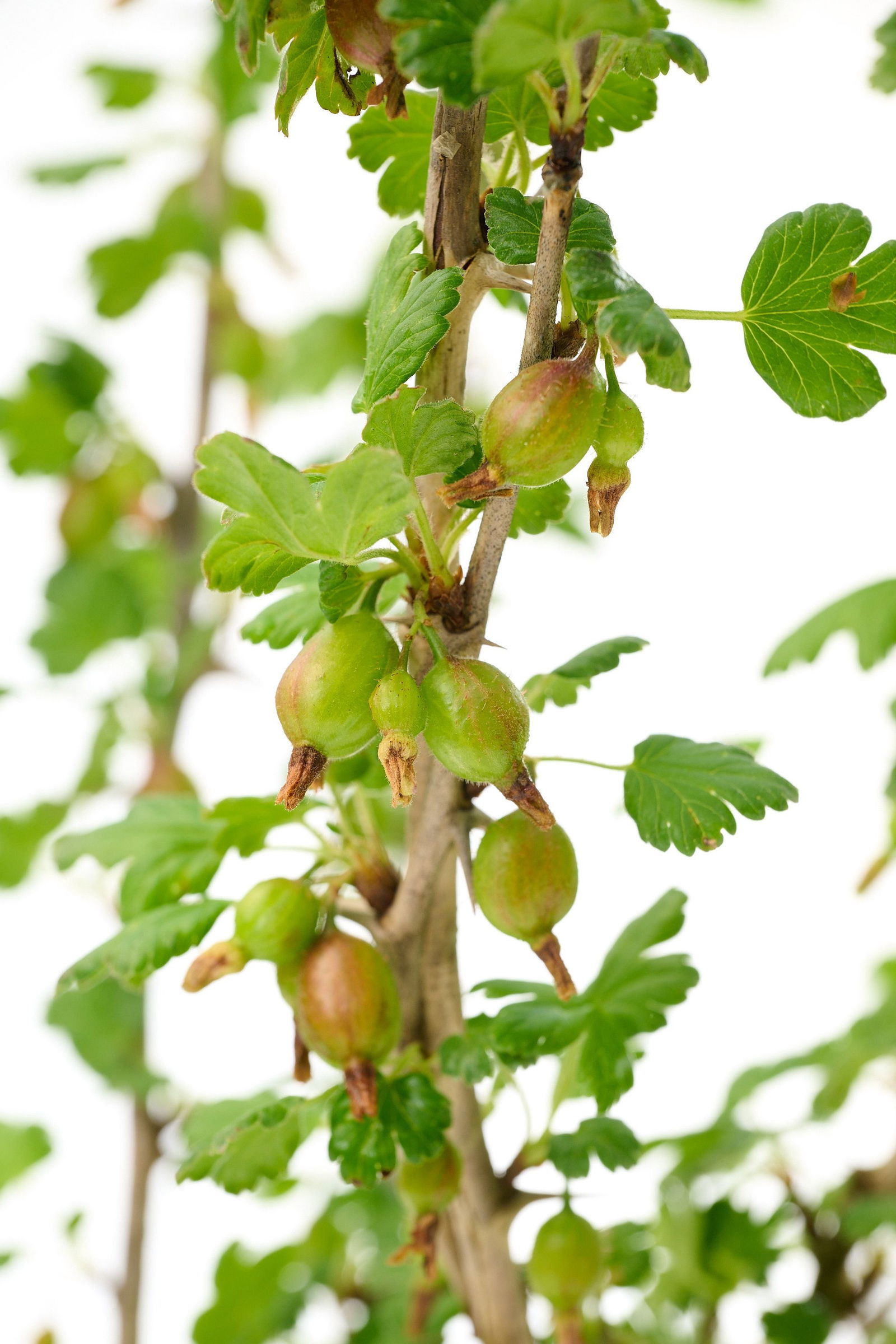 Stachelbeere Invicta - Ribes uva-crispa Invicta günstig kaufen