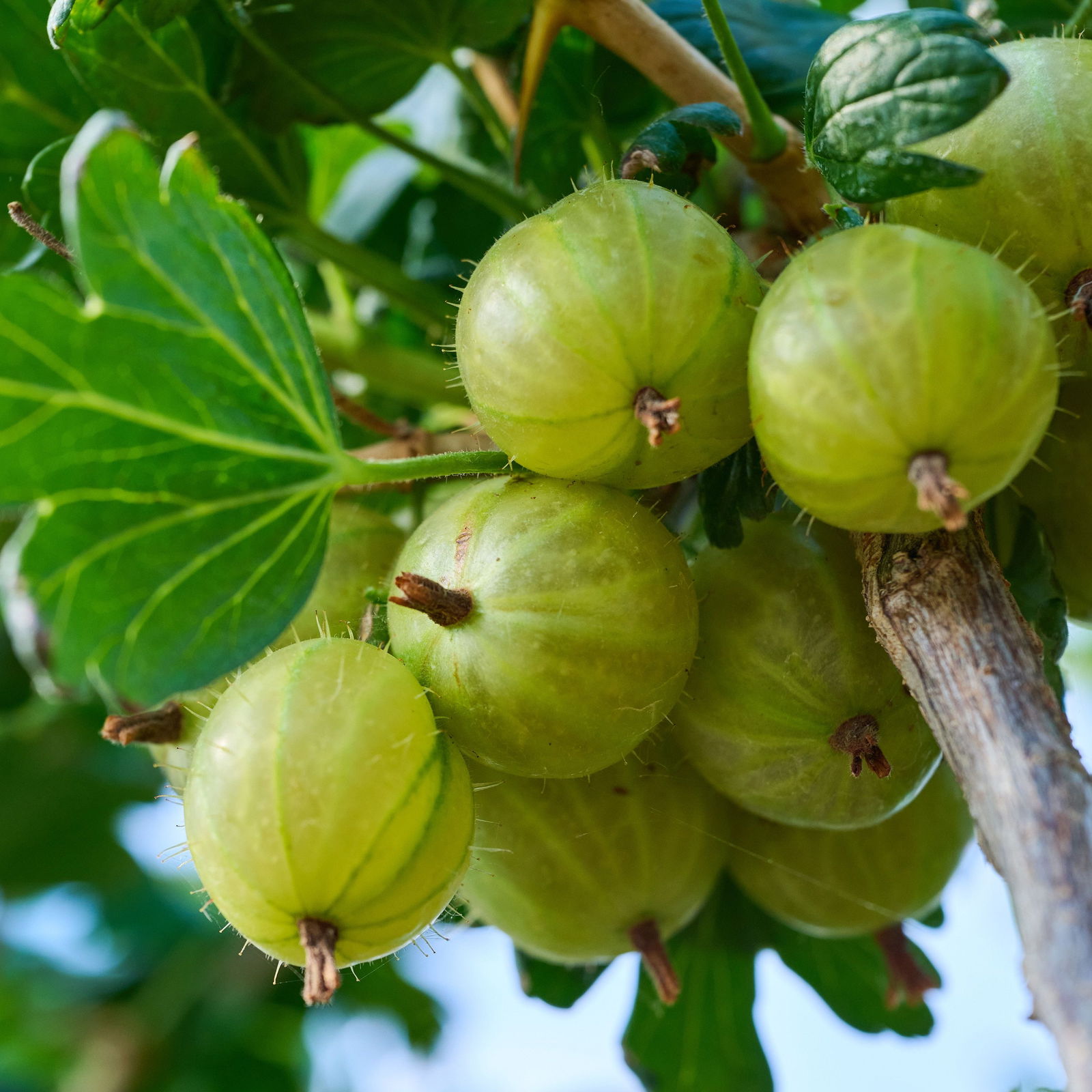Stachelbeere Invicta - Ribes uva-crispa Invicta günstig kaufen