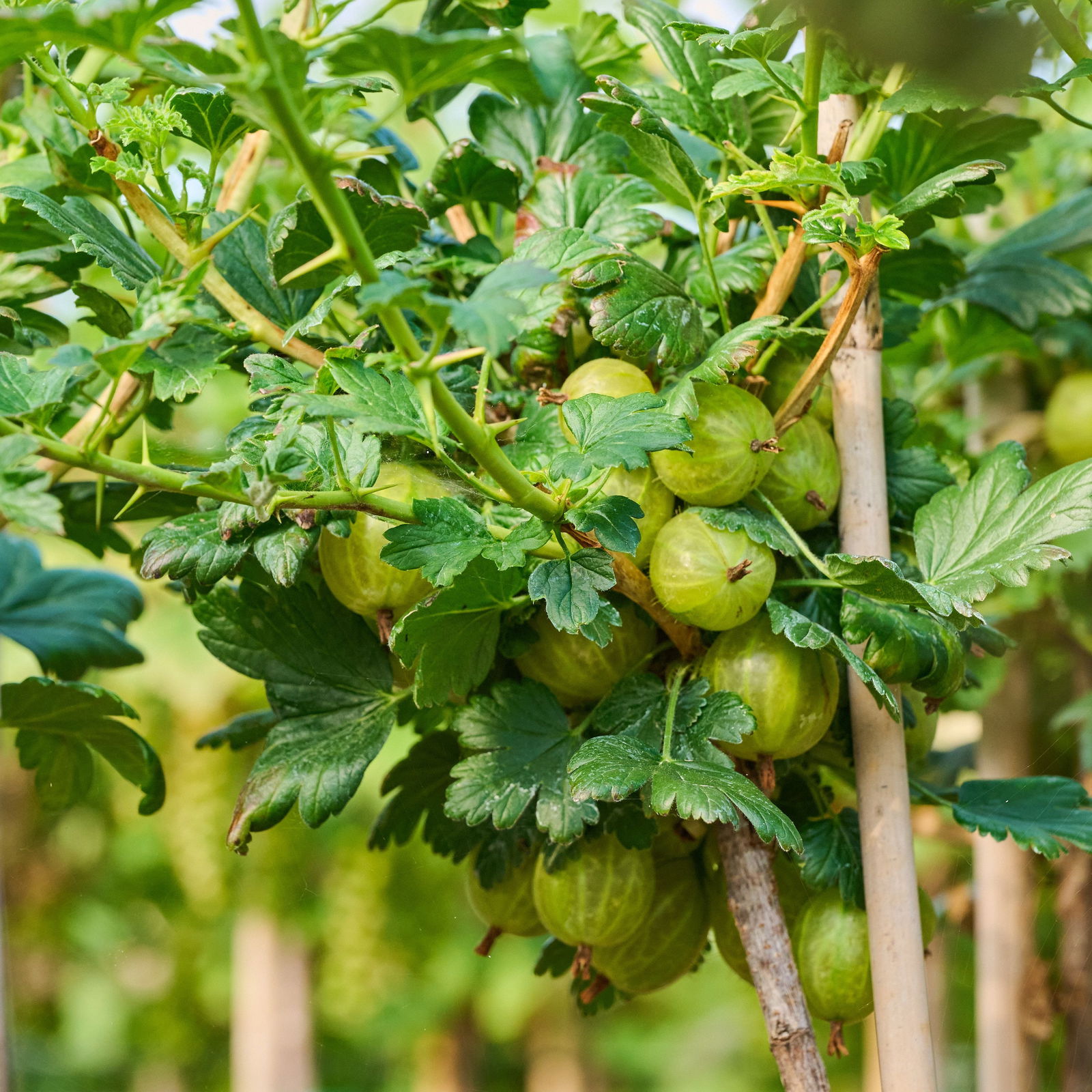 Stachelbeere Invicta - Ribes uva-crispa Invicta günstig kaufen