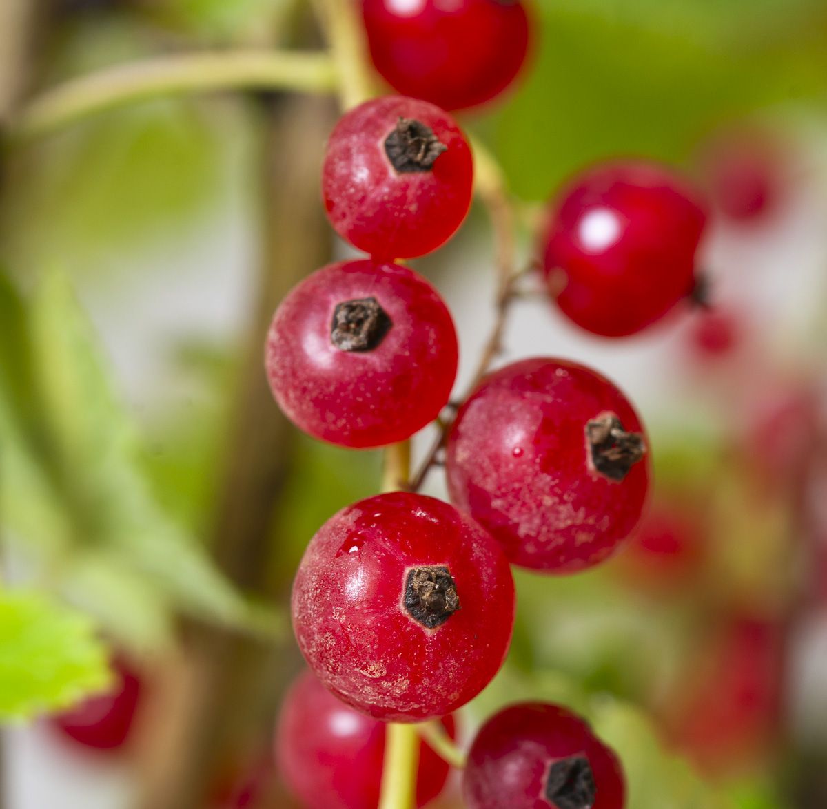 Rote Johannisbeere Rovada - Ribes rubrum Rovada günstig kaufen