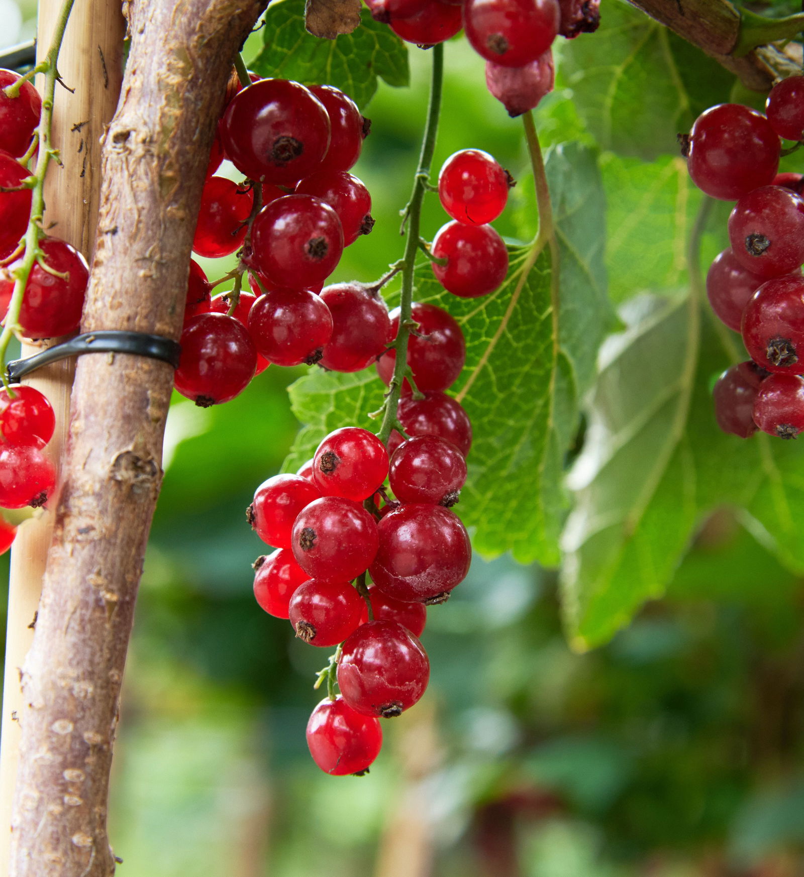 Rote Johannisbeere Rovada - Ribes rubrum Rovada günstig kaufen