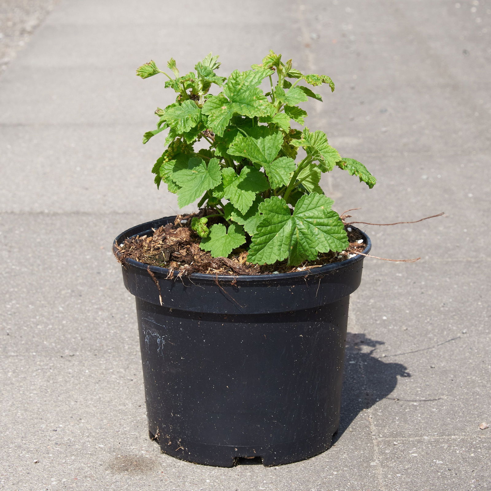 Rote Johannisbeere Rovada - Ribes rubrum Rovada günstig kaufen