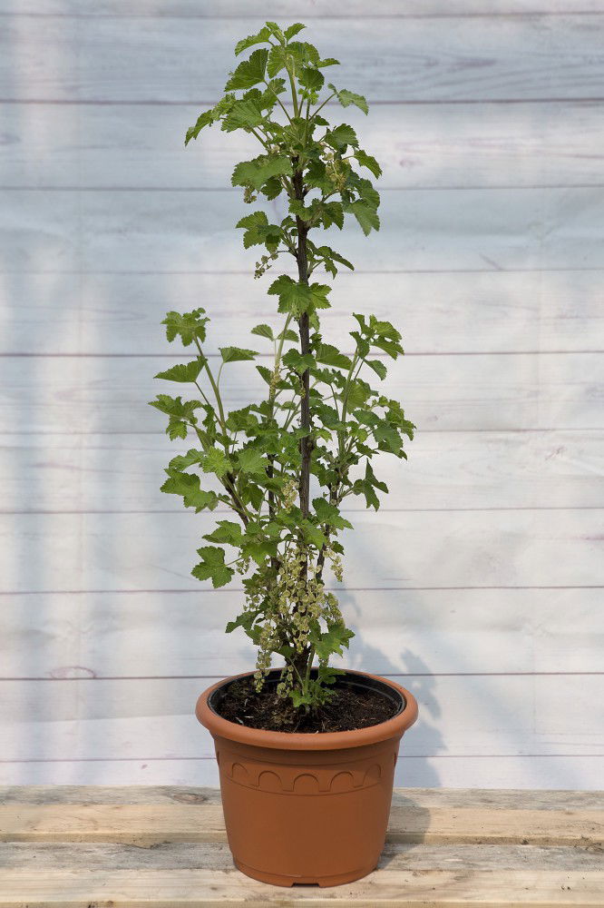 Rote Johannisbeere Rovada - Ribes rubrum Rovada günstig kaufen