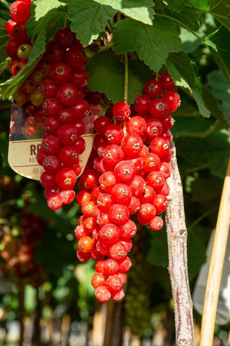 Rote Johannisbeere Rovada - Ribes rubrum Rovada günstig kaufen