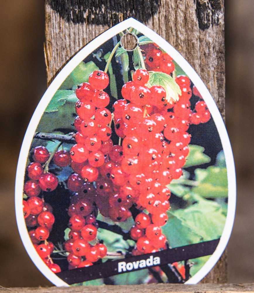 Rote Johannisbeere Rovada - Ribes rubrum Rovada günstig kaufen