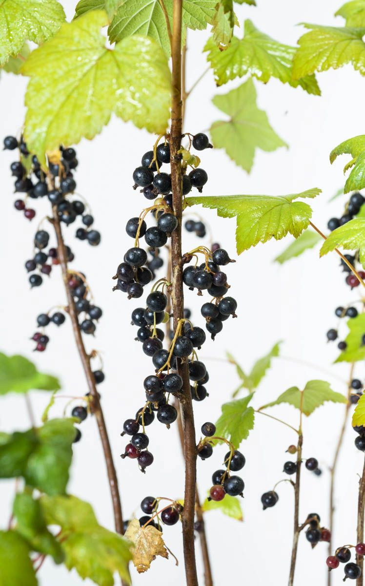 Rote Johannisbeere Rovada - Ribes rubrum Rovada günstig kaufen