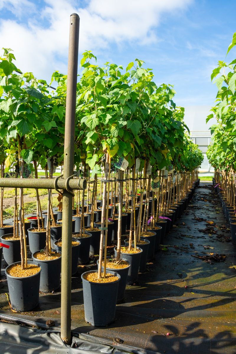 Schwarze Johannisbeere Titania - Ribes nigrum Titania günstig kaufen