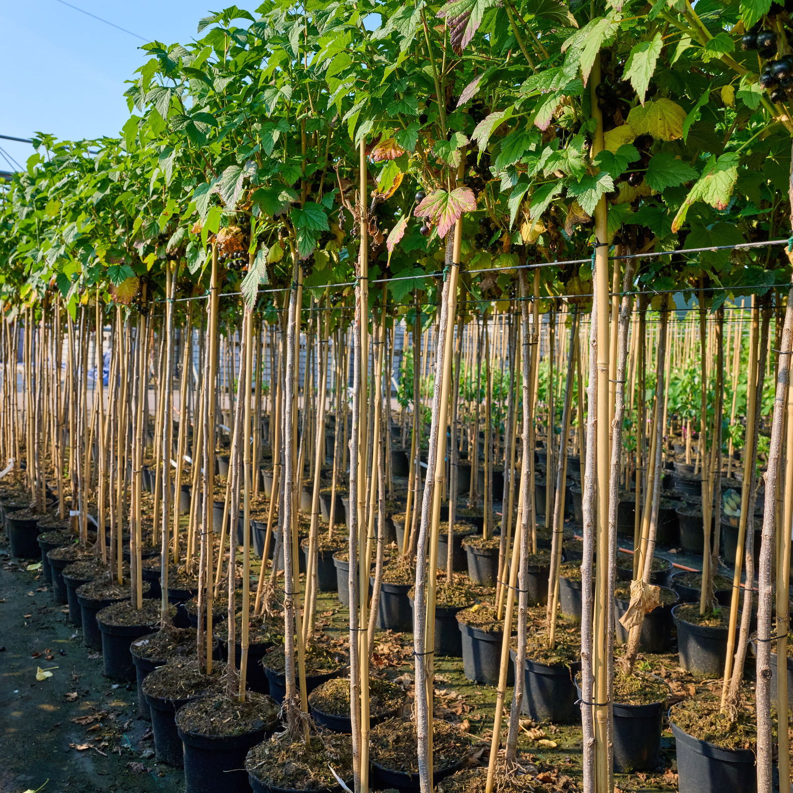 Schwarze Johannisbeere Titania - Ribes nigrum Titania günstig kaufen