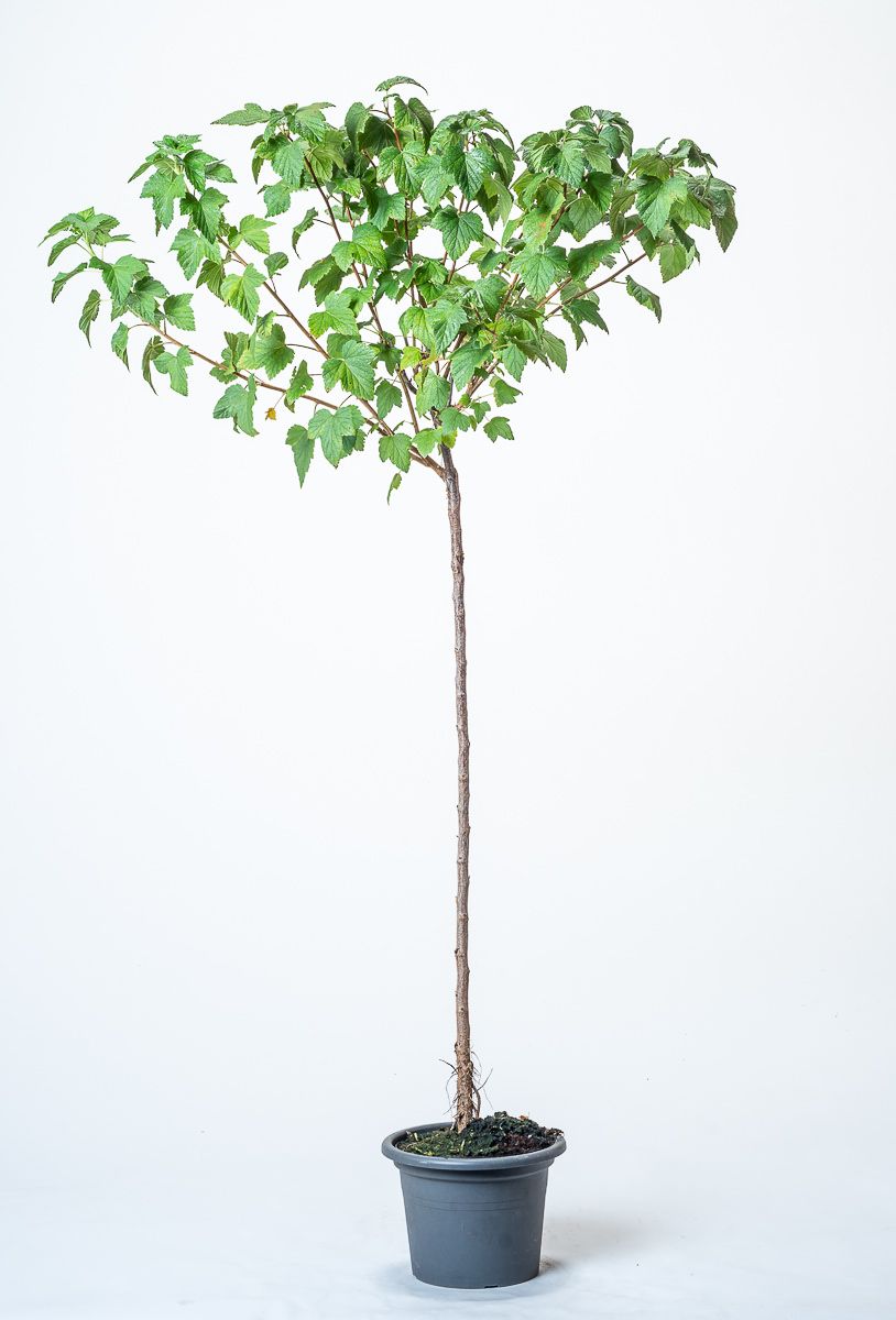 Schwarze Johannisbeere Titania - Ribes nigrum Titania günstig kaufen