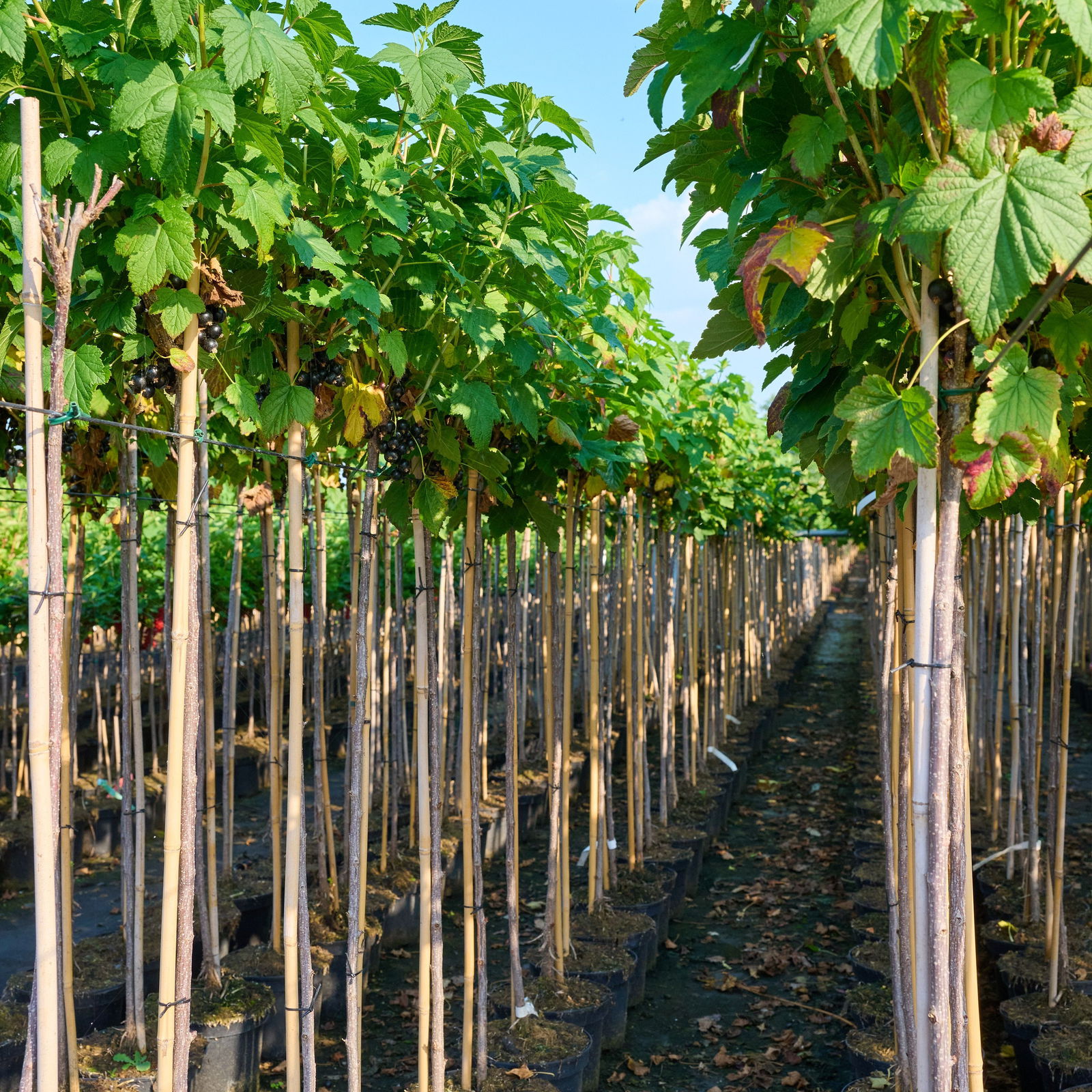 Schwarze Johannisbeere Titania - Ribes nigrum Titania günstig kaufen