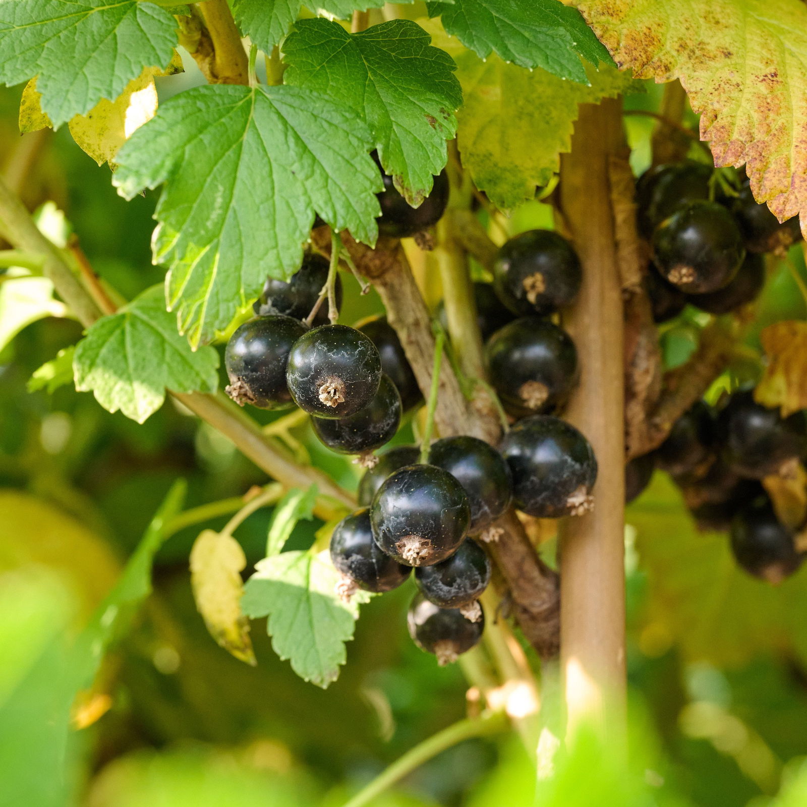 Schwarze Johannisbeere Titania - Ribes nigrum Titania günstig kaufen