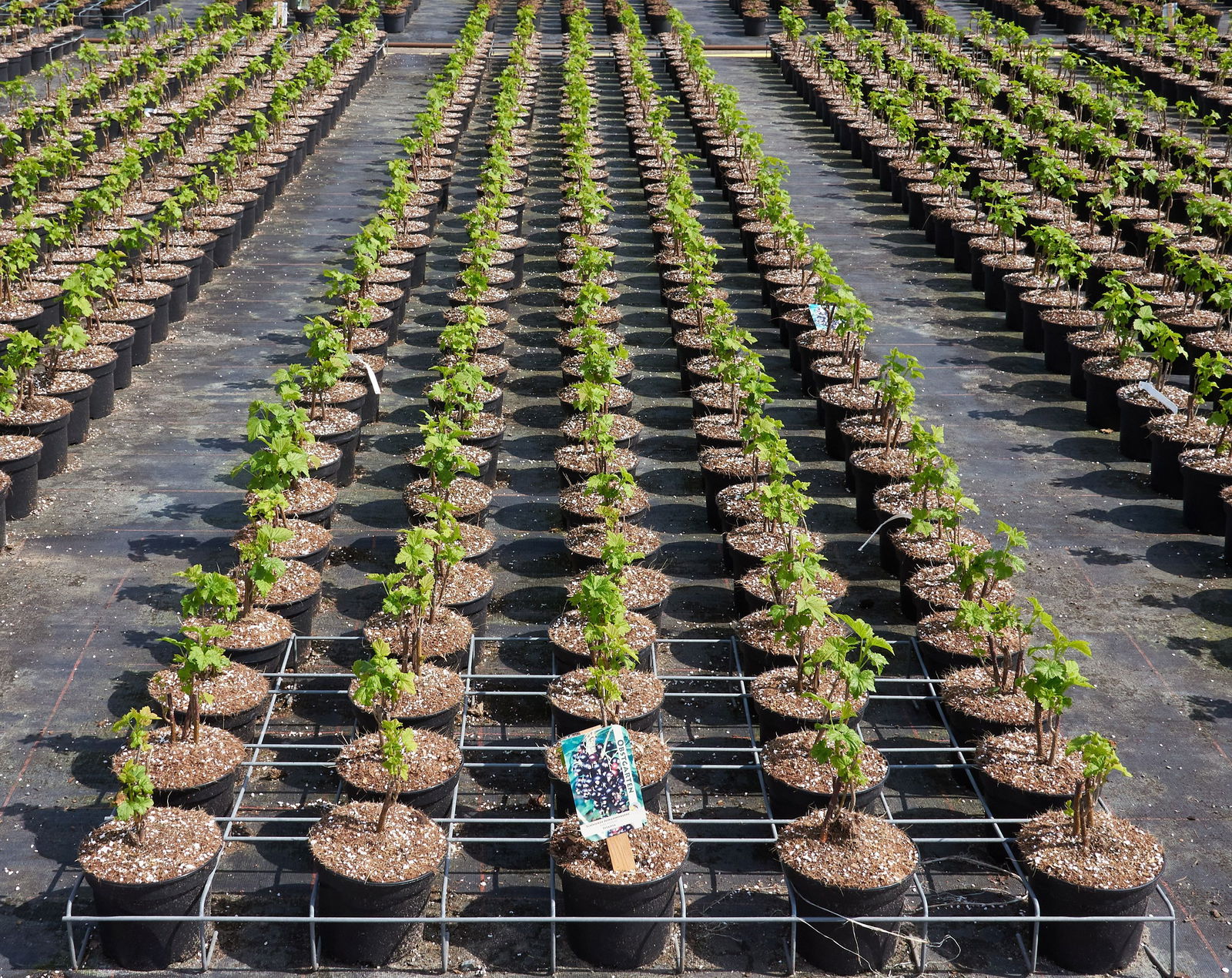 Schwarze Johannisbeere Titania - Ribes nigrum Titania günstig kaufen