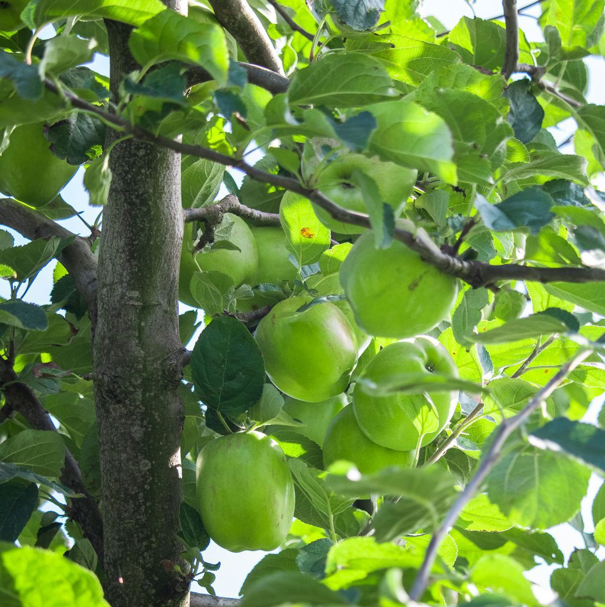 Apfel Lohrer Rambur - Malus Lohrer Rambur günstig kaufen