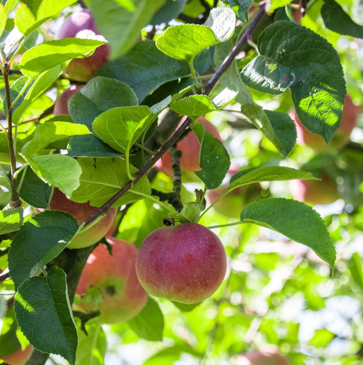 Apfel Roter Boskoop - Malus Roter Boskoop günstig kaufen