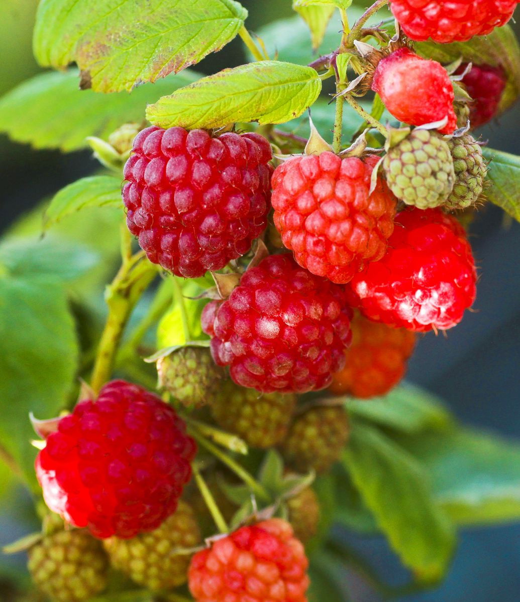 Himbeere Autumn Bliss® - Rubus idaeus Autumn Bliss günstig kaufen