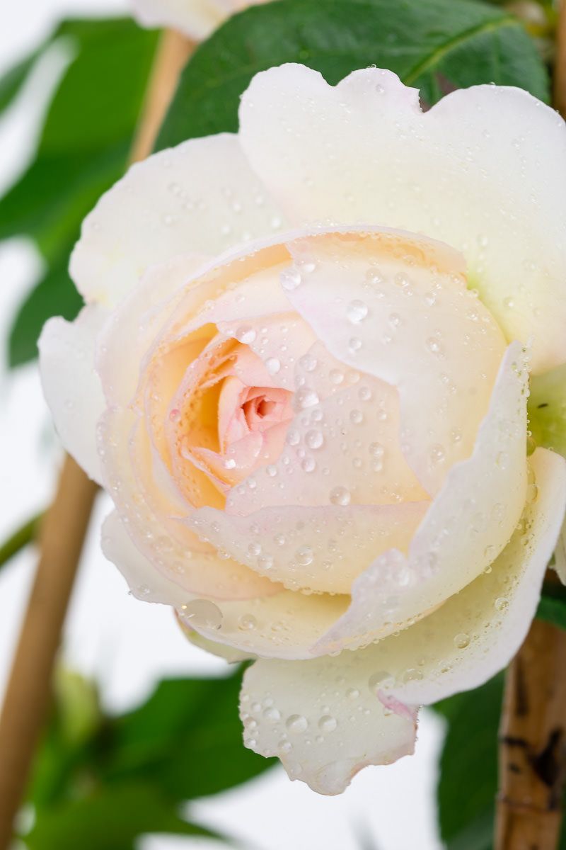 Rose Claire Austin - Rosa Claire Austin günstig kaufen