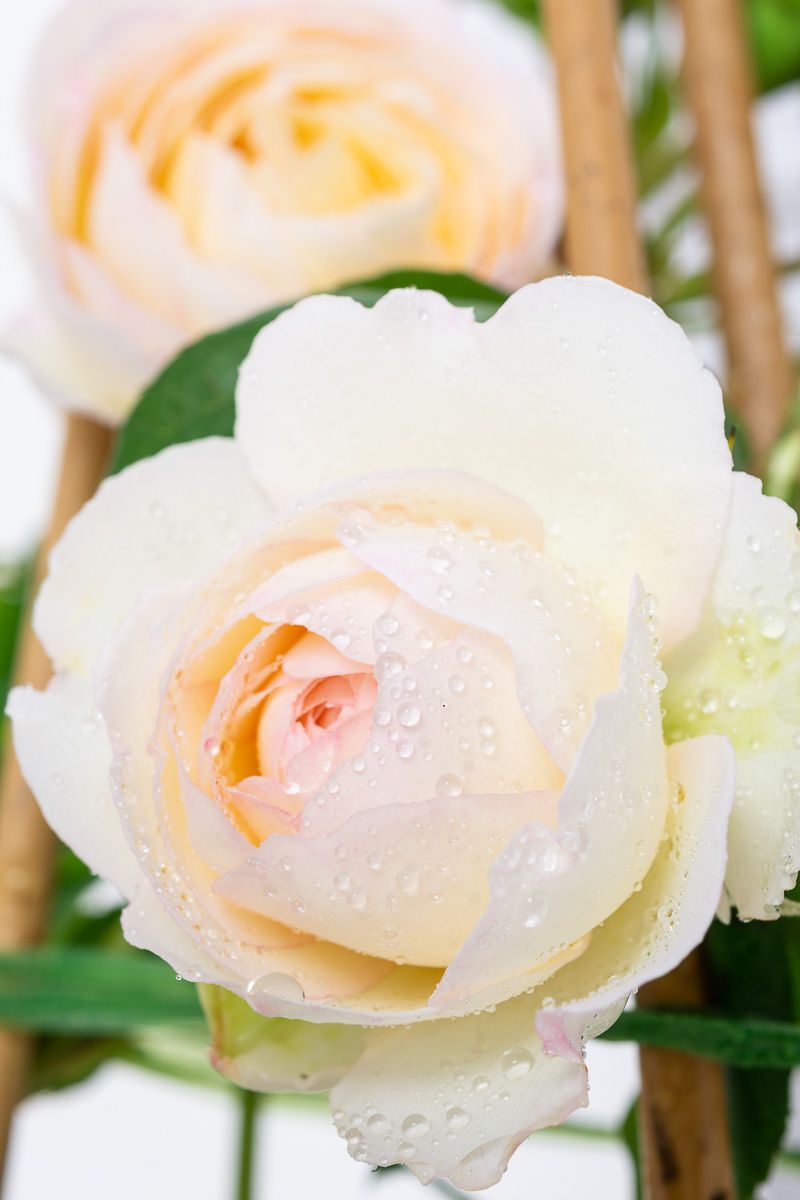 Rose Claire Austin - Rosa Claire Austin günstig kaufen