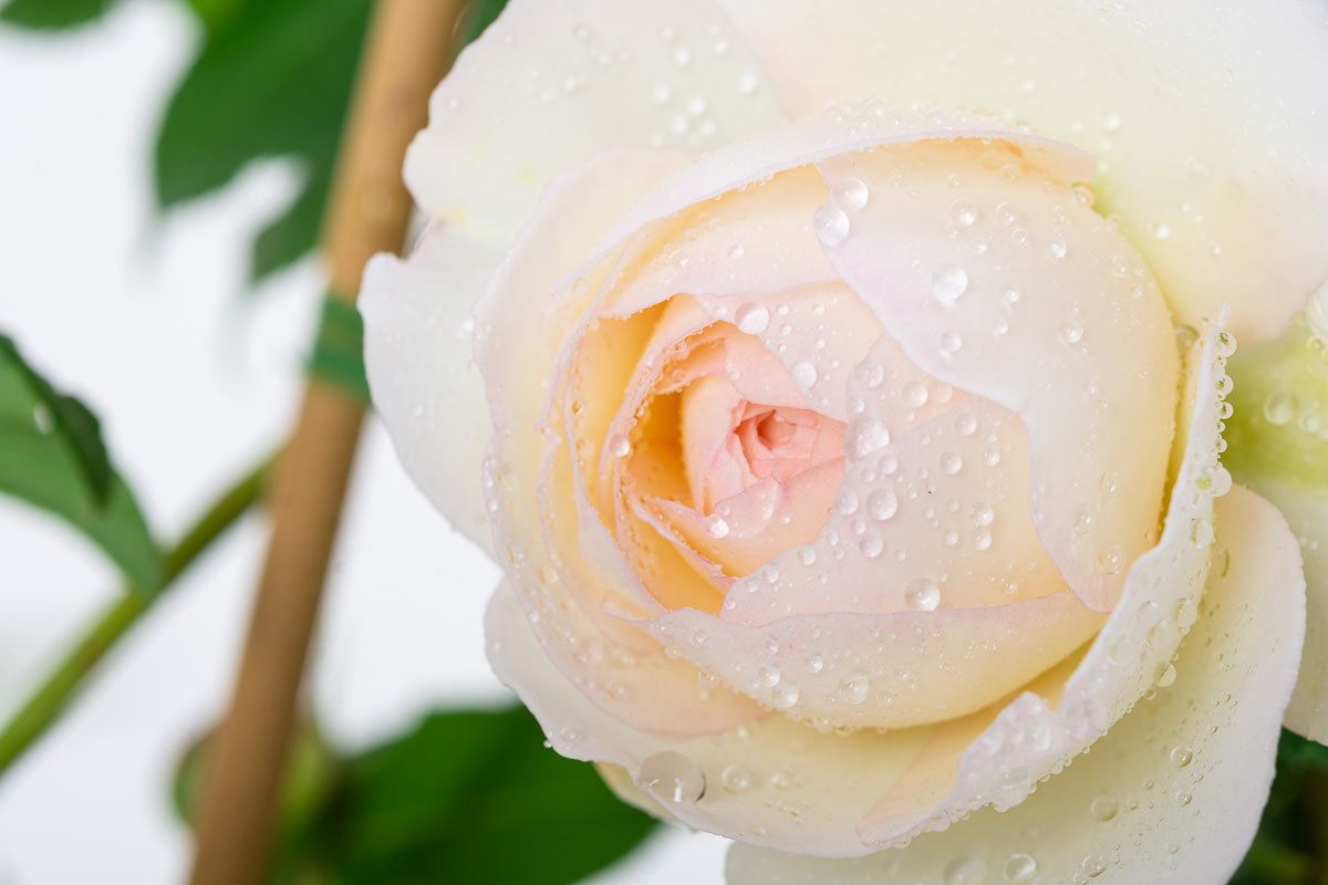 Rose Claire Austin - Rosa Claire Austin günstig kaufen