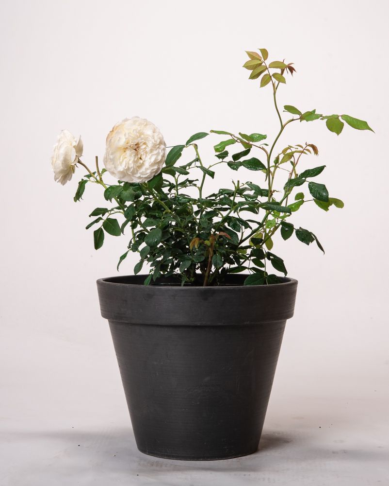 Rose Claire Austin - Rosa Claire Austin günstig kaufen