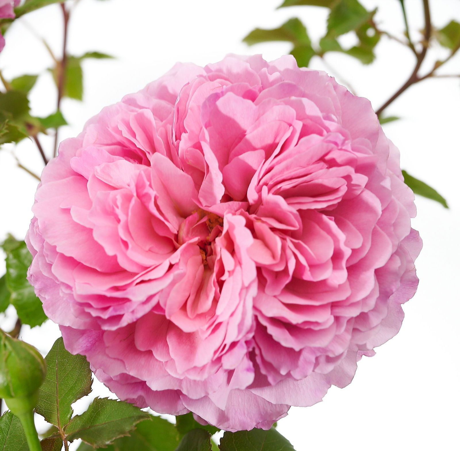 Rose Princess Anne ® - Rosa Princess Anne ® günstig kaufen