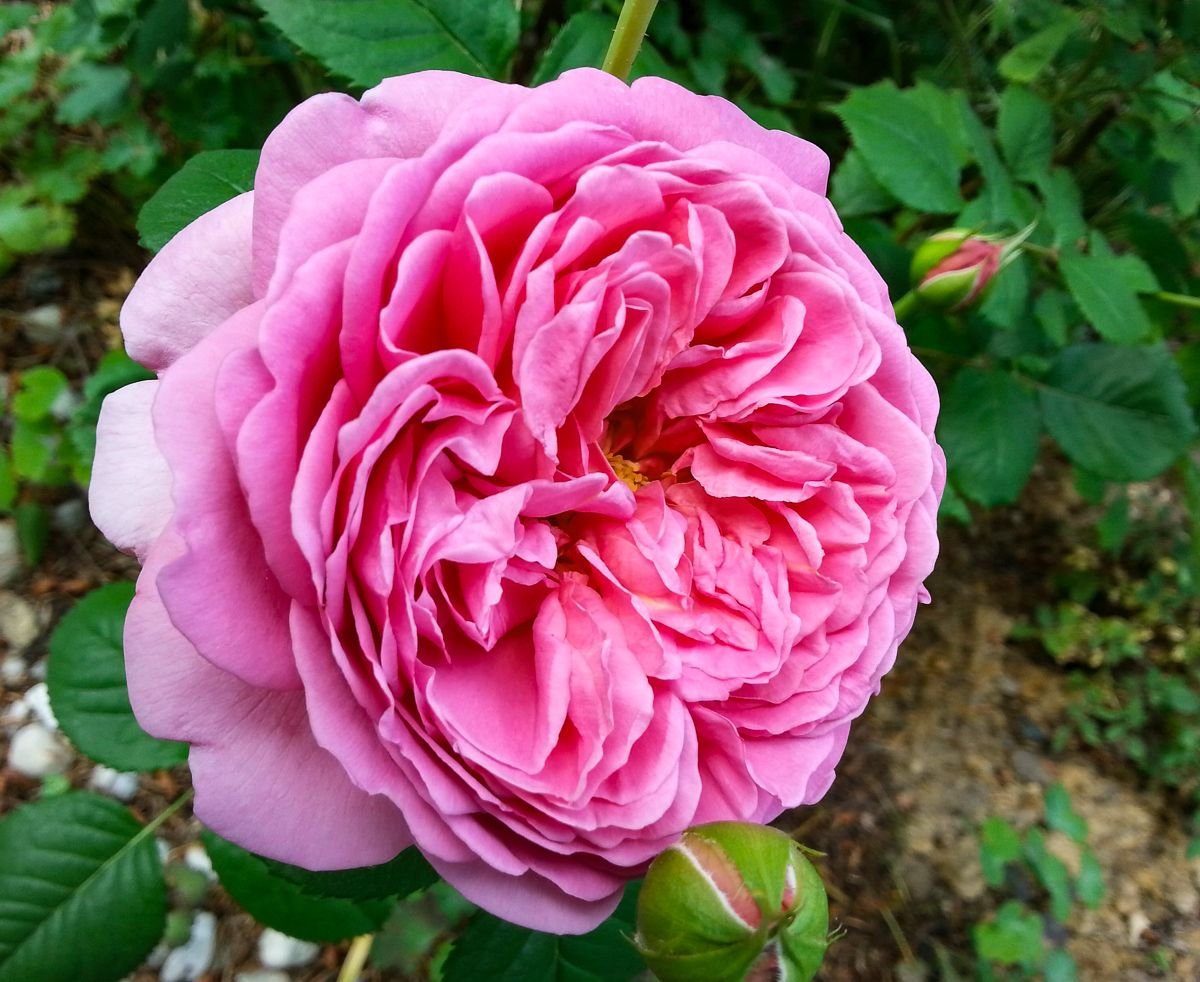 Rosa Princess Alexandra of Kent - Rose Princess Alexandra of Kent ...