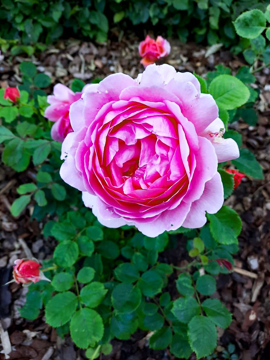 Rosa Princess Alexandra of Kent - Rose Princess Alexandra of Kent ...