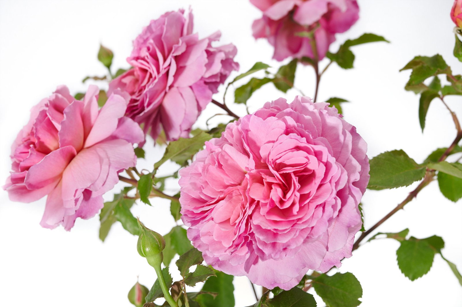Rosa Princess Alexandra of Kent - Rose Princess Alexandra of Kent ...
