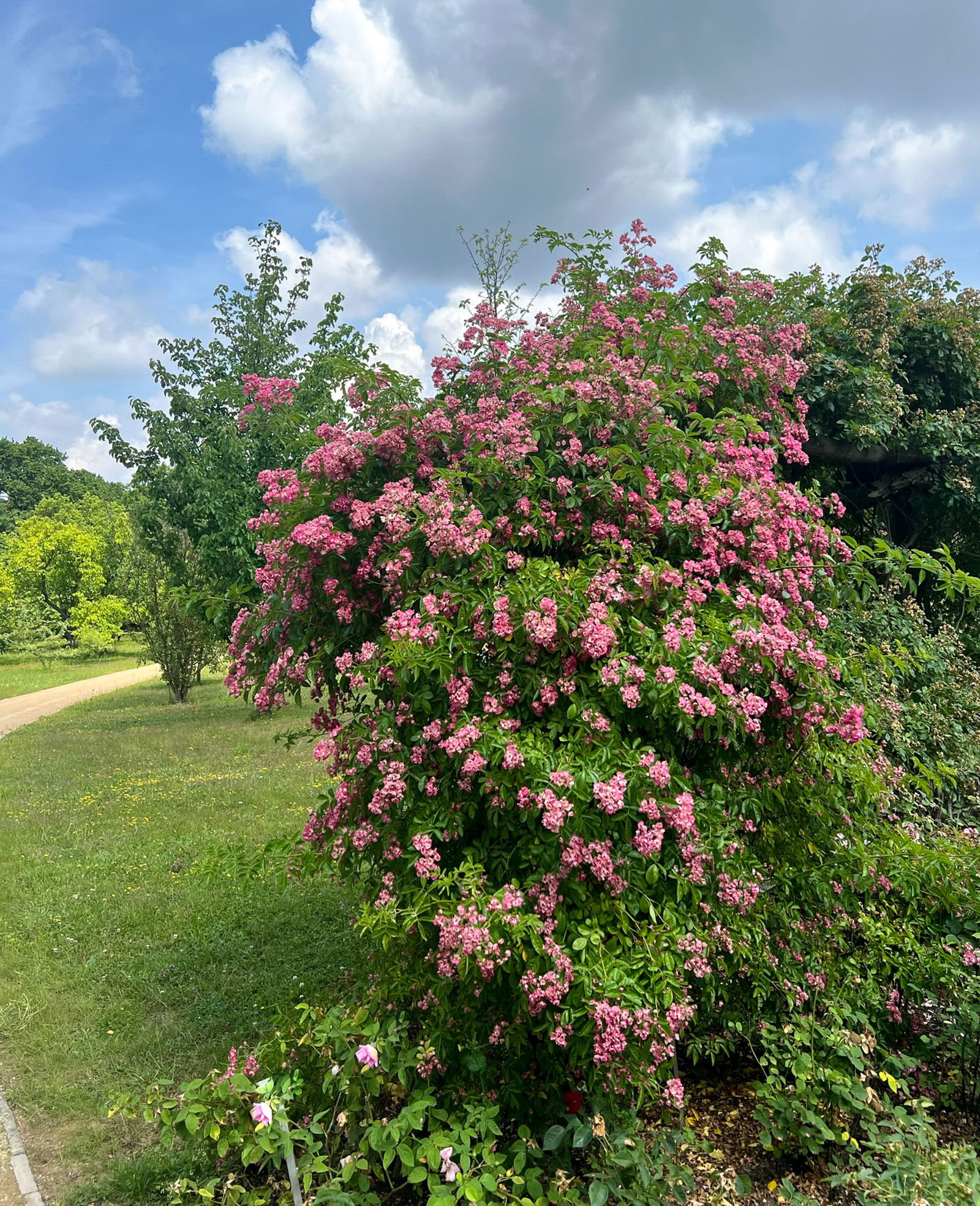 Kletterrose Maria Lisa - Rosa Maria Lisa günstig kaufen