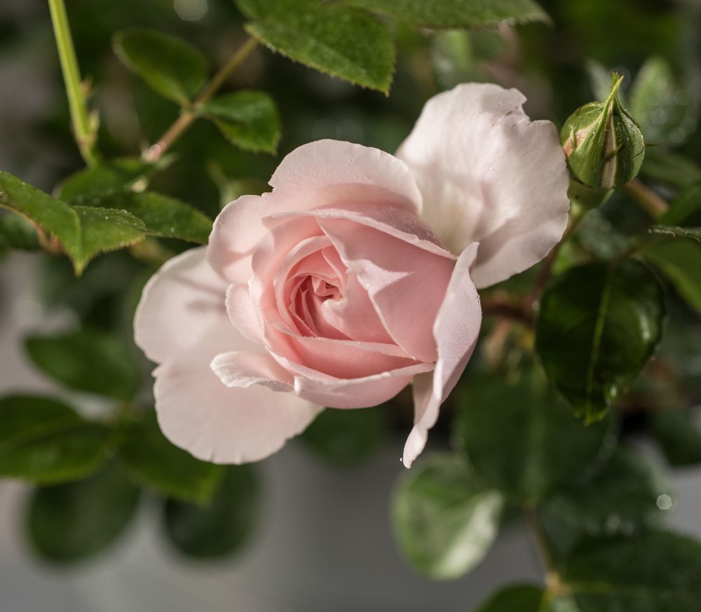 Wildeve - David Austin Strauchrose - Rosa Wildeve günstig kaufen