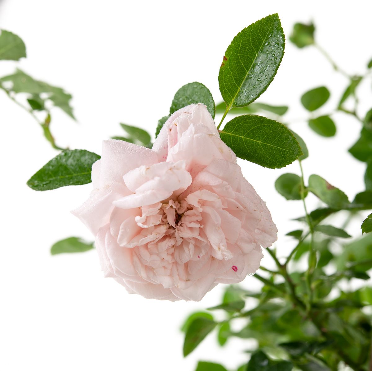 Kletterrose Awakening - Rosa Awakening günstig kaufen