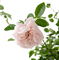 Kletterrose Awakening - Rosa Awakening günstig kaufen