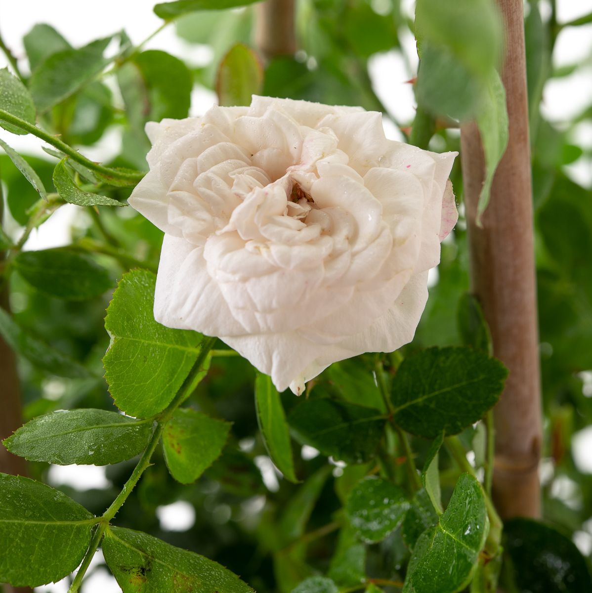 Kletterrose Awakening - Rosa Awakening günstig kaufen