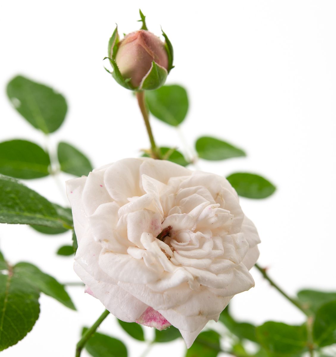 Kletterrose Awakening - Rosa Awakening günstig kaufen