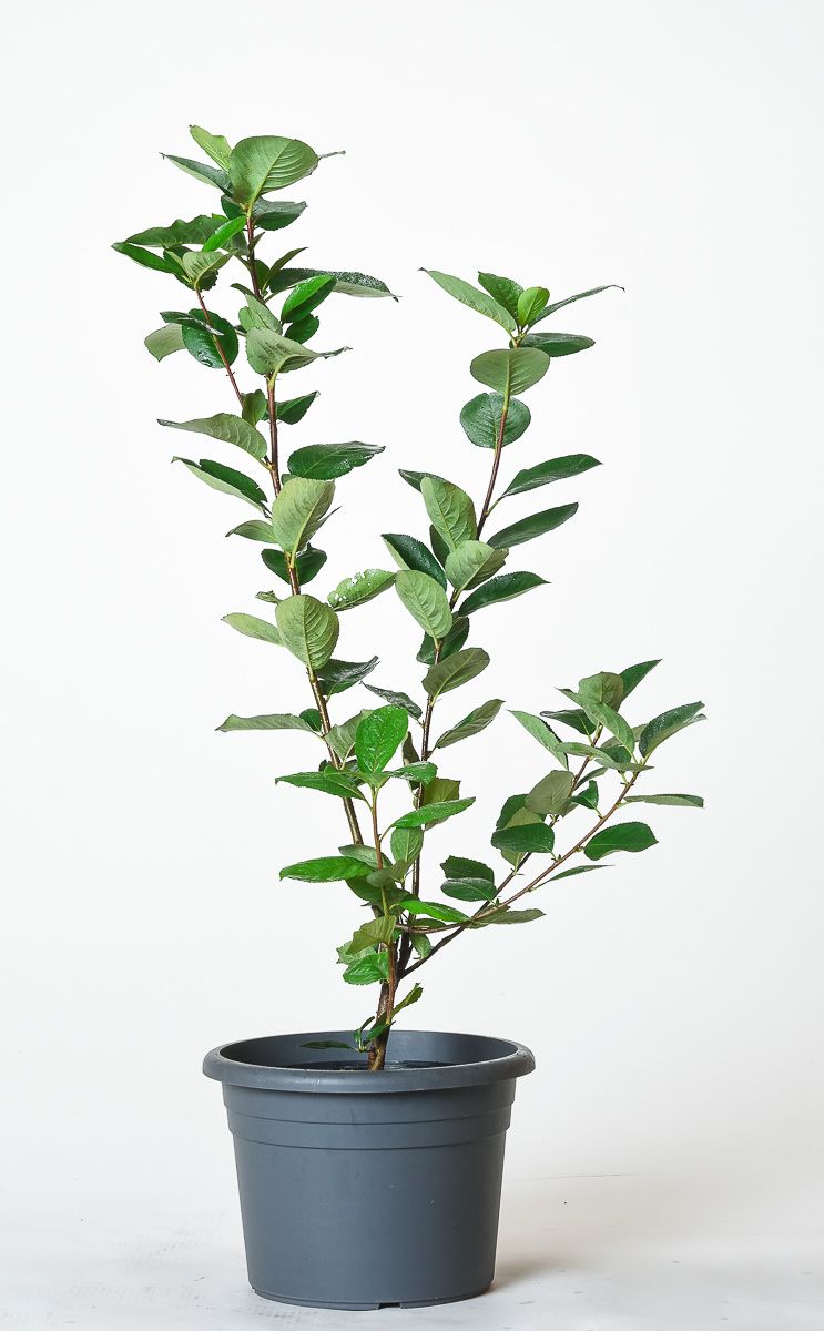 Apfelbeere Viking - Aronia melanocarpa Viking günstig kaufen